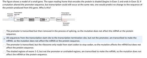 Solved The Figure Shows A Model Of A Small Gene The Open Chegg