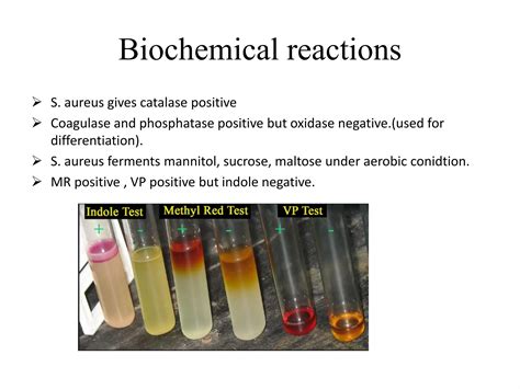 Staphylococcus Pdf