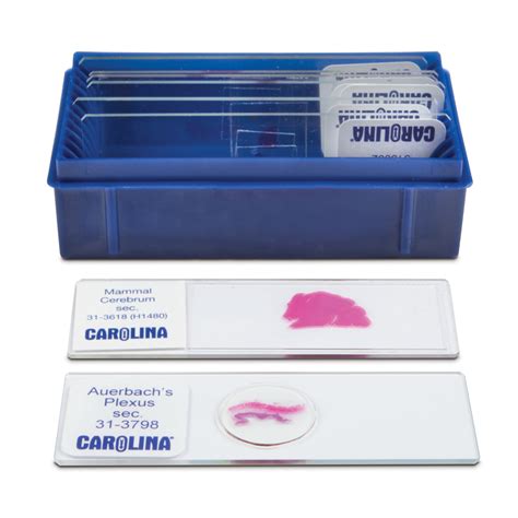 Nerve Tissue Types Microscope Slide Set Carolina Biological Supply