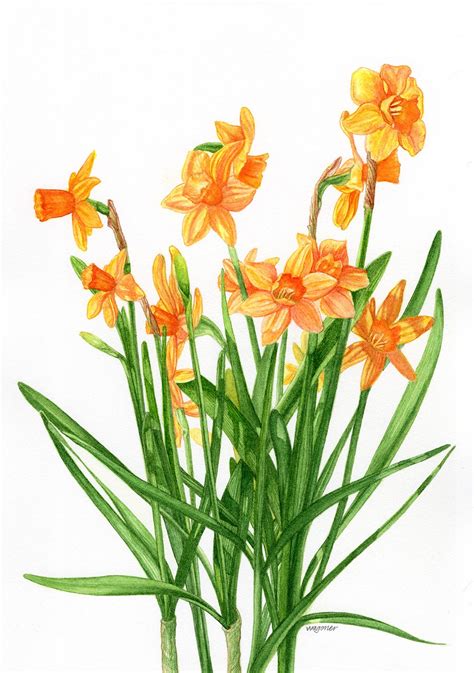 Mini Daffodils — Bonny Wagoner Artistillustrator