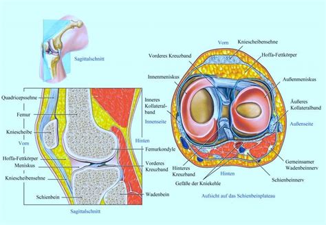 Anatomie Des Kniegelenks Aufbau Gelenkart Bänder Meniskus Knochen