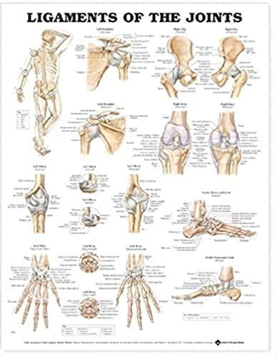 Ligaments Of The Joints Anatomical Chart Joints Anatomy Anatomy And