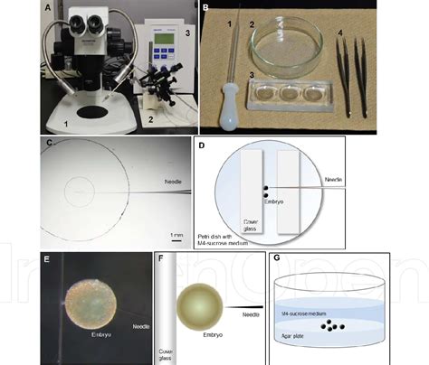 Figure 4 From Microinjection Based Rna Interference Method In The Water