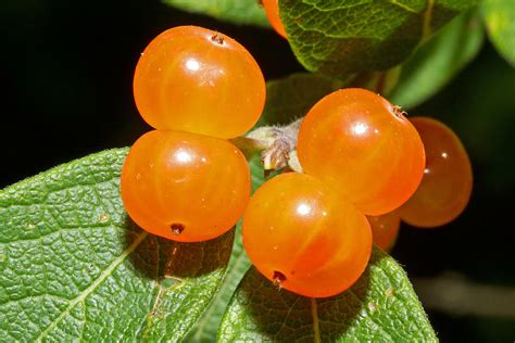 Orange Berries Stock Images Orange Berries Garden Plant High Resolution