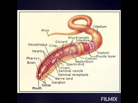 Monocystis Agilis Habits And Habitat Prajakta D