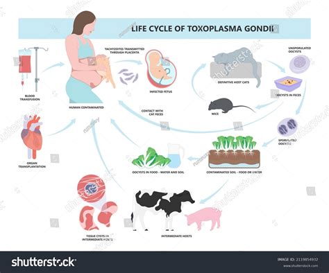 Toxoplasmosis In Humans