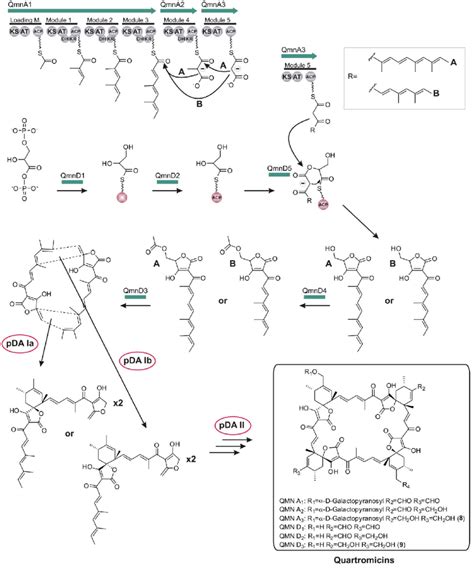 Model For Quartromicin Biosynthesis The Multienzyme Polyketide Download Scientific Diagram