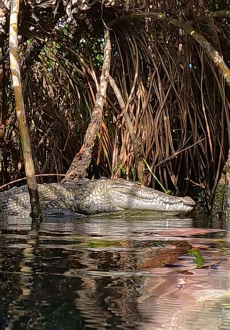 Alligators Cancun Cenotes Cenote Private Tour Exclusive 3 Cenotes