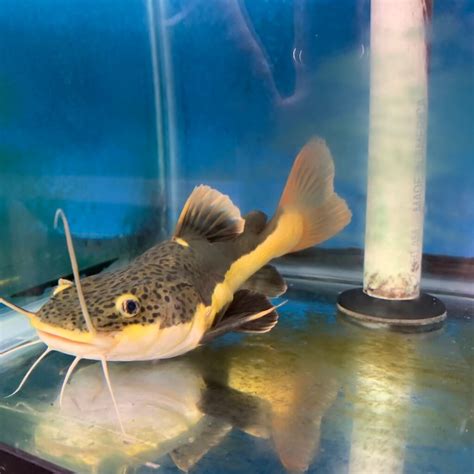 Short Body Redtail Catfish 65 For Sale Exotic Fish Shop 774 400 4598