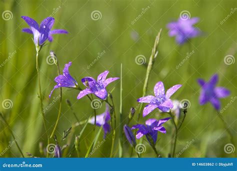 Campanula patula stock photo. Image of close, blue, patches - 14603862