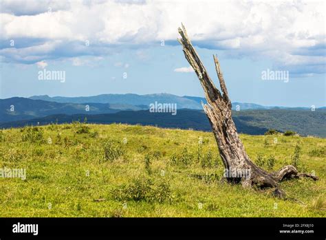 Tree Trank Hi Res Stock Photography And Images Alamy