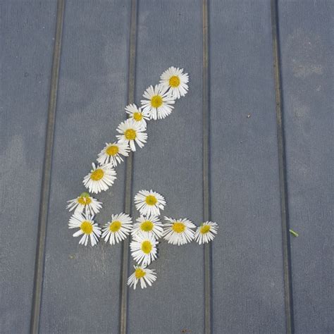 Daisy Numbers 1 To 10 Number Flashcards One To Ten Nature Etsy