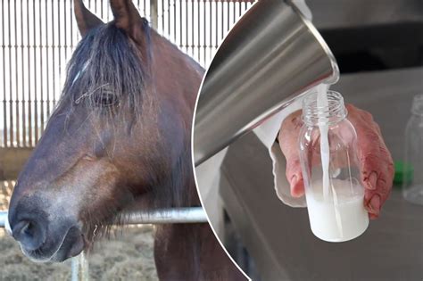 Horse Milk Yea Or ‘neigh Video New York Post