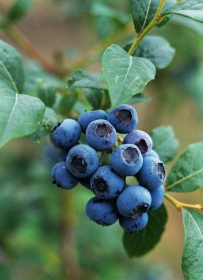 Borówki I Jagody Bluecrop Sadzonka W Pojemniku 0 5 1l 15 25 Cm • Cena Opinie • Rośliny Owocowe