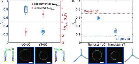 Anchor Coupling And Construct Topology Modulate Dna Nanostructure Download Scientific Diagram