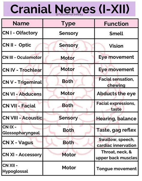 Cranial Nerves And Functions
