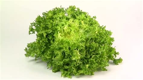 「indivia」の写真素材 410件の無料イラスト画像 Adobe Stock