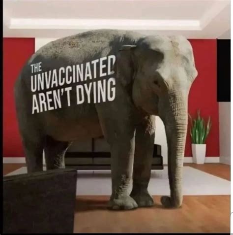 Elephant Meme By Greenbean Memedroid