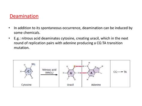 Spontaneous And Induced Mutations Pptx