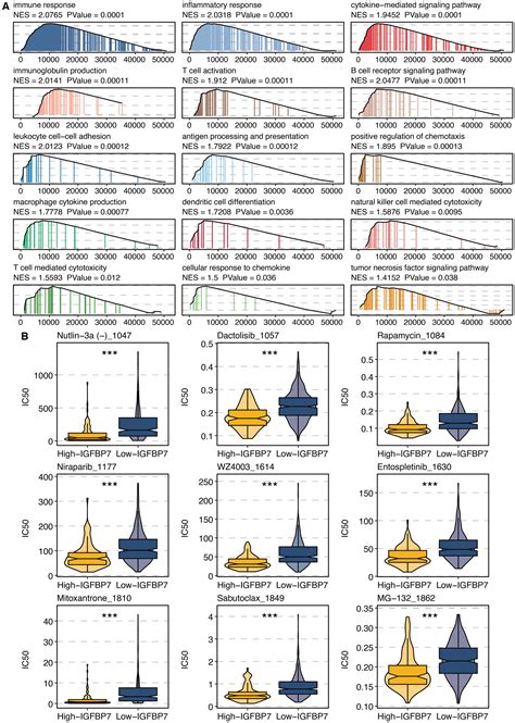 Artificial Intelligence‐guided Identification Of Igfbp7 As A Critical
