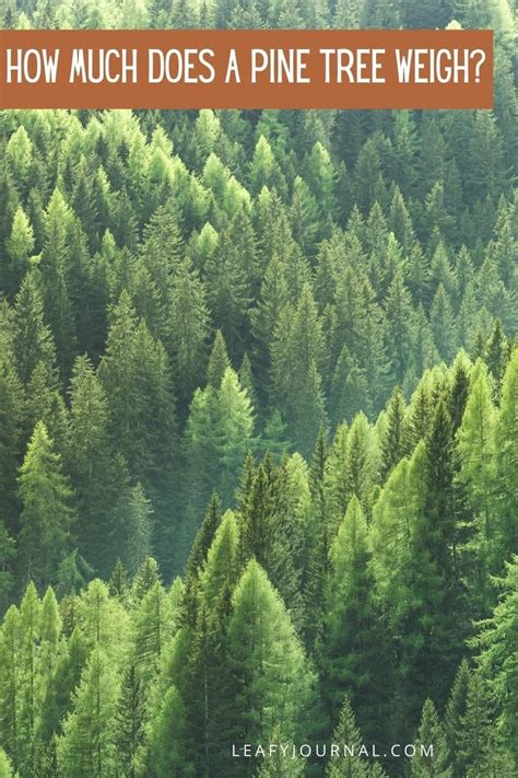 How Long Do Elm Trees Live How Fast Do Elm Trees Grow Artofit