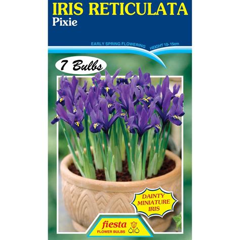 Fiesta Iris Reticulata Pixie 7 Pack Mitre10