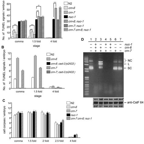 the transcriptional expression patterns of three c elegans dnase ii