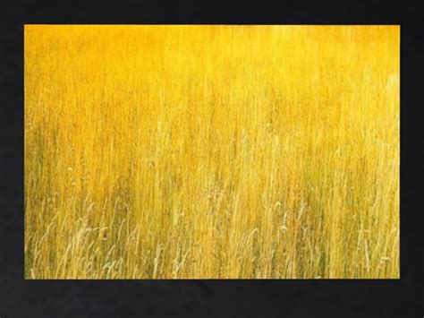 Second Life Marketplace Yellow Grass Texture 1