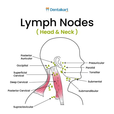 Posterior Auricular Lymph Node Posterior Auricular Lymph Node