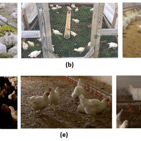 Typical Examples Of Images From The Video Dataset Of Chickens Obtained