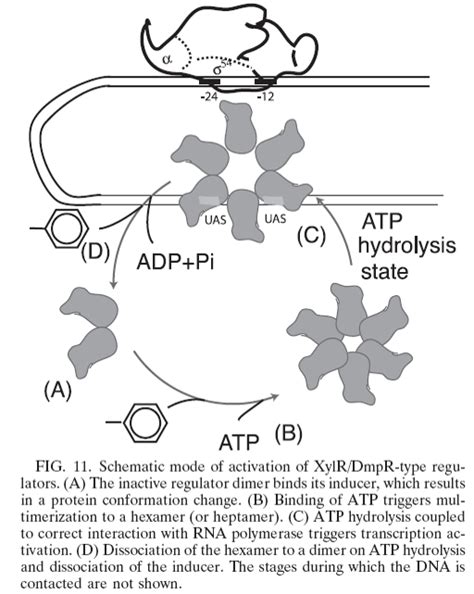 Team Evry Model Phenol Model
