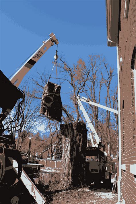 Tree Services In Muskoka Simcoe County Wes Tree Service Inc