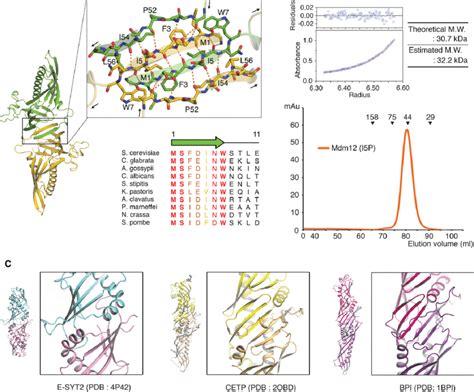 Dimer Interface Of Mdm12 A Ribbon Diagram Showing The Twofold