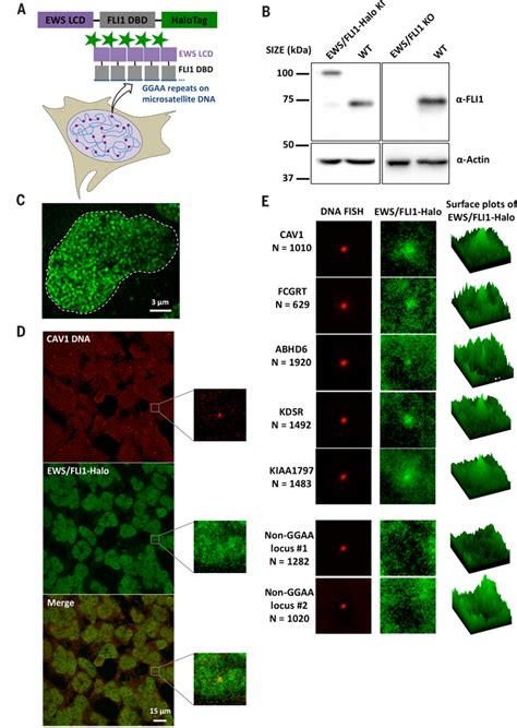 Imaging Dynamic And Selective Low Complexity Domain Interactions That