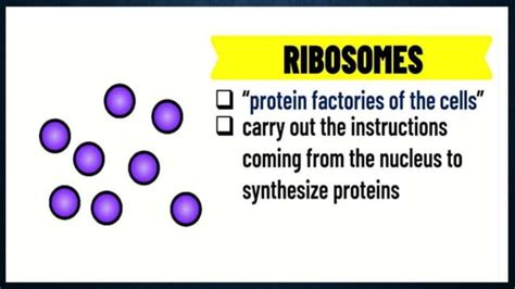 Cell Structure Nd Functions Pptx
