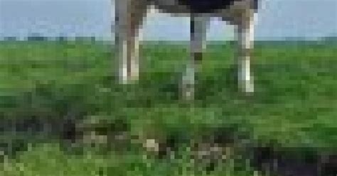 Setting Critical Nutrient Values For Ditches Using The Eutrophication Model Pcditch Pbl