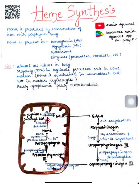 Heme Synthesis Pdf