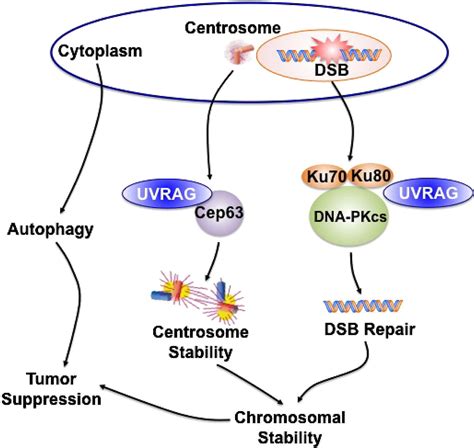 A Dual Role For Uvrag In Maintaining Chromosomal Stability Independent