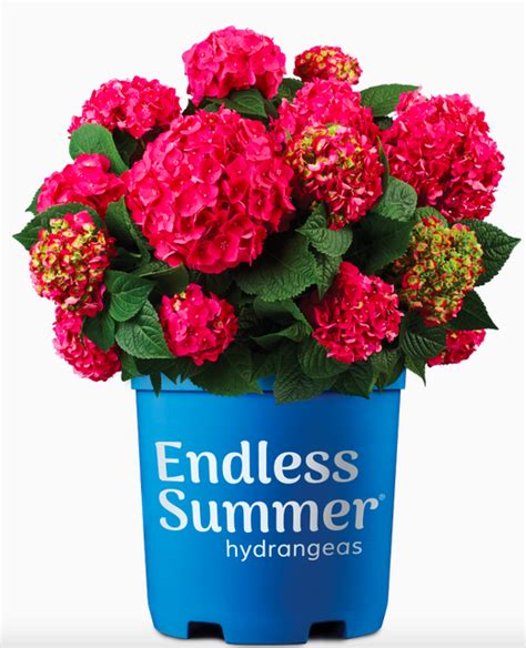 Endless Summer® Summer Crush® Bigleaf Hydrangea Hydrangea Macrophylla