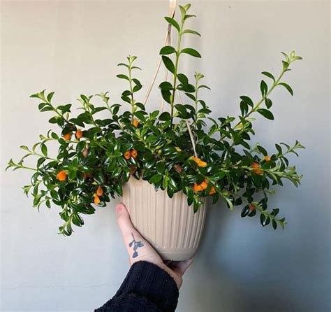27 Best Houseplants For Hanging Baskets Balcony Garden Web