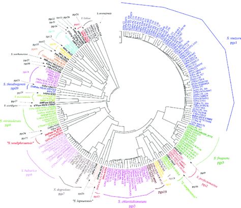 Upgma Dendrogram Of The Average Nucleotide Identities Anib Analysis