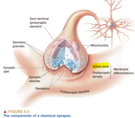 Lecture 6 Neurotransmitters Part 1 Flashcards Quizlet