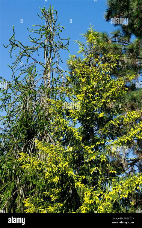 Oriental Spruce Tree Picea Orientalis Early Gold Norway Spruce