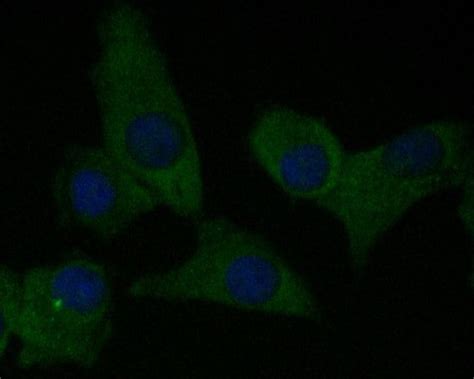 Ceacam6 Monoclonal Antibody A1e2 Invitrogen 100 μl Unconjugated