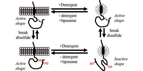 Thylakoid Membrane Photosynthesis