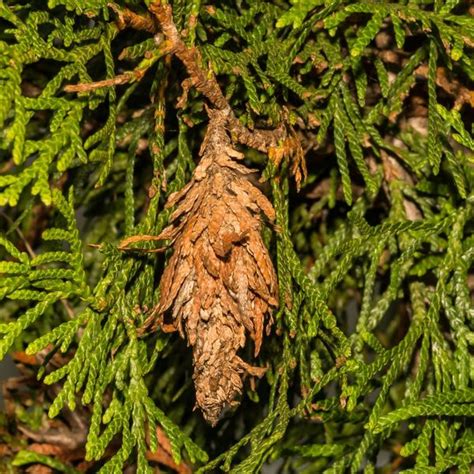 Keeping Your Trees Healthy In Chicago Common Pests And Diseases Jands