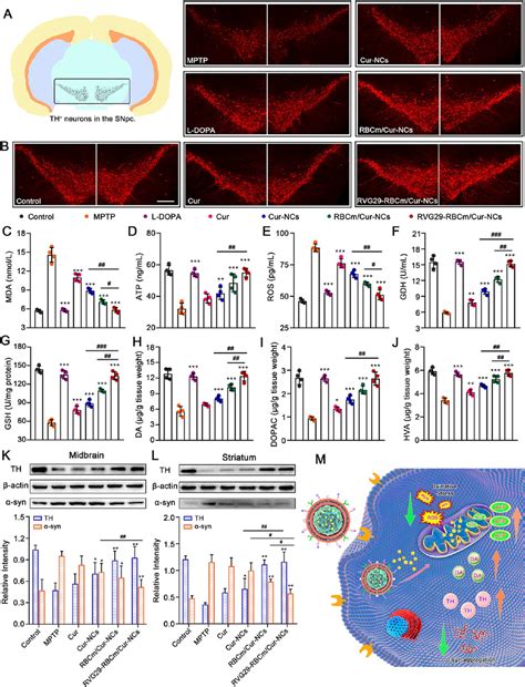 Neuroprotective Effect Of Rvg29 Rbcm Cur Ncs In Vivo A Schematic Download Scientific Diagram