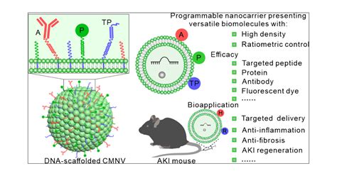 Programmable Dna Scaffolds Enable Orthogonal Engineering Of Cell Membrane Based Nanovesicles For