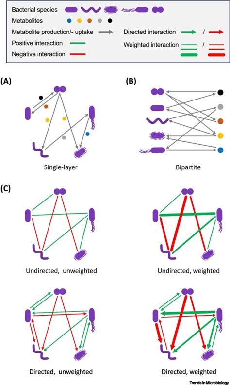 Disentangling Microbial Interaction Networks Trends In Microbiology