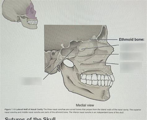 Lateral Wall Of Nasal Cavity Diagram Quizlet